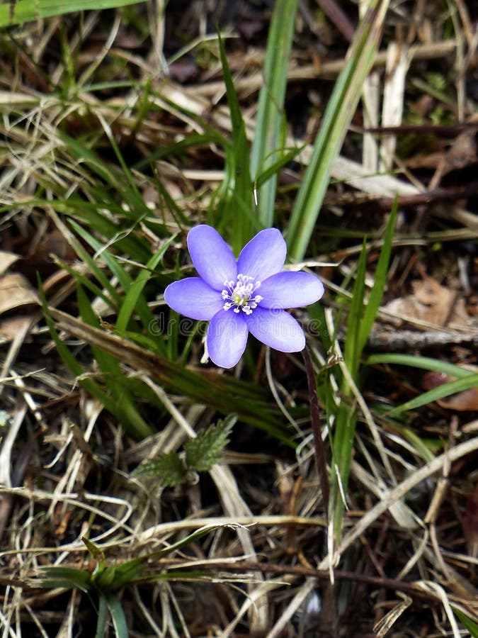 Blue Hepaticas Anemone Hepatica in the Forest Stock Photo - Image of ...