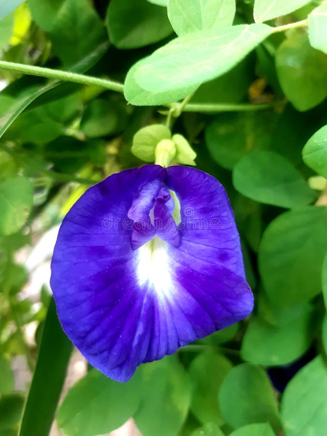 Blue Herbal Capsules for Healthy Diet Nutrition, Pharma Brand Store ...