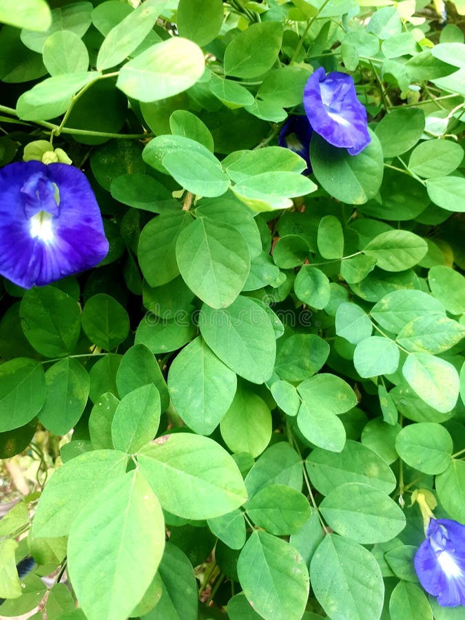 Blue Herbal Flower with Green Leaf Int the Garden Stock Photo - Image ...