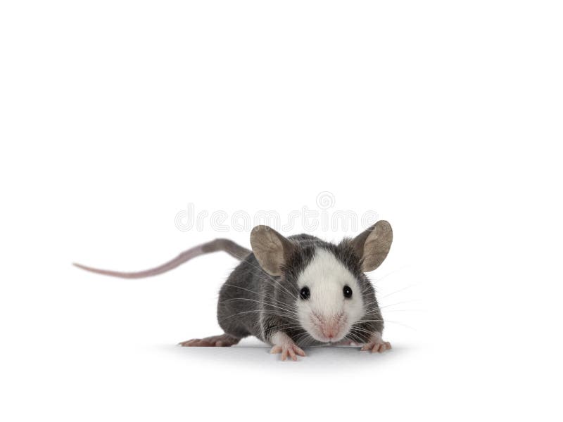 Blue Hereford Mouse on White Stock Image - Image of detailed, shot ...