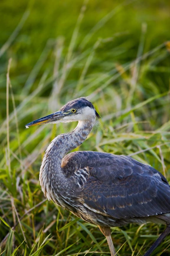 Blue Heron stock photo. Image of bill, flocking, close - 13029302