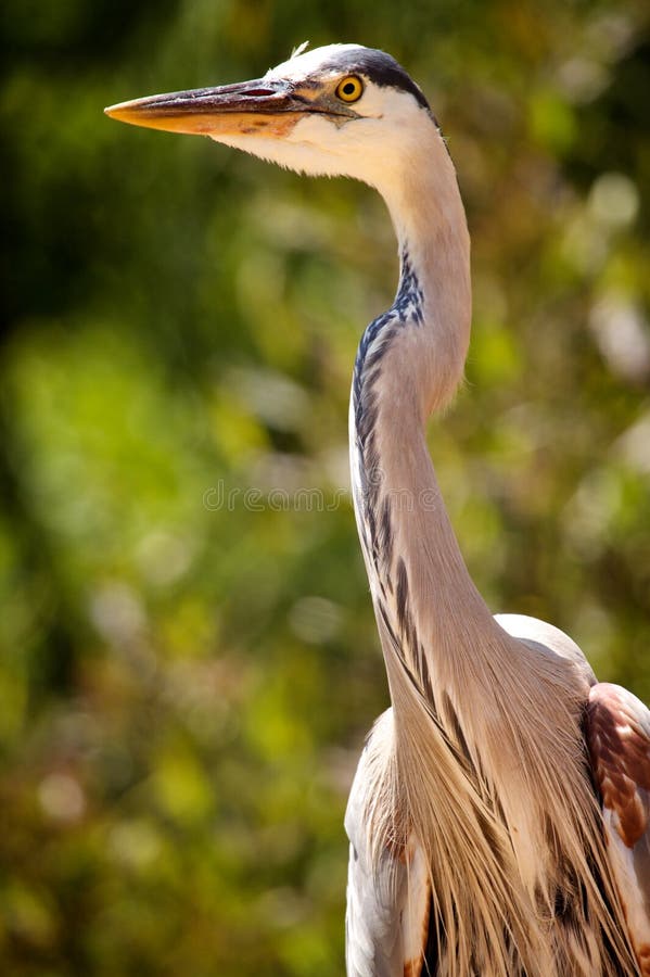 Blue Heron stock image. Image of bird, look, close, glance - 14485411
