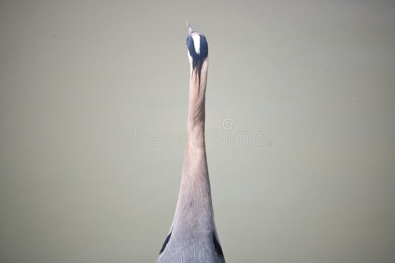 Blue Heron Back Profile stock image. Image of back, bird - 94256945