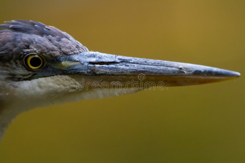 Blue heron beak stock photo. Image of blue, great, beak - 61320076