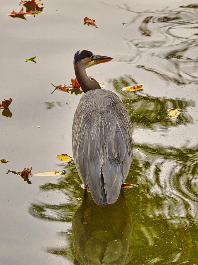 Blue Heron Bird in the Lake on Fall Day Stock Image - Image of water ...