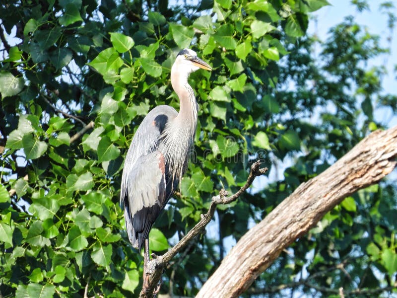 Blue Heron Bird Perched on Tree Branch Stock Photo - Image of summer ...