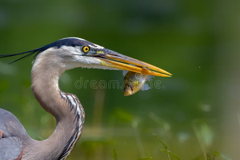 Blue Heron Feeding on Fish stock photo. Image of fish - 263847748