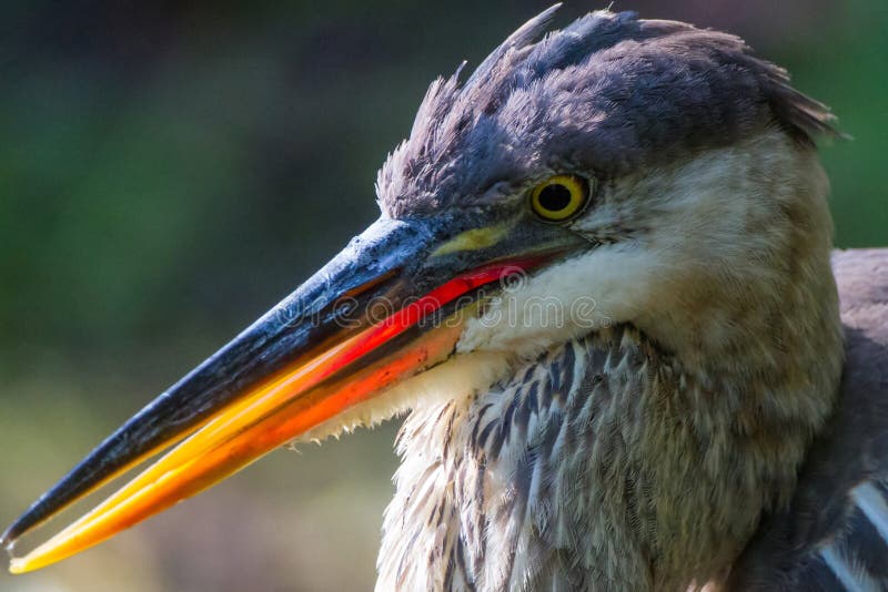Blue heron glowing beak stock image. Image of beak, great - 61001463