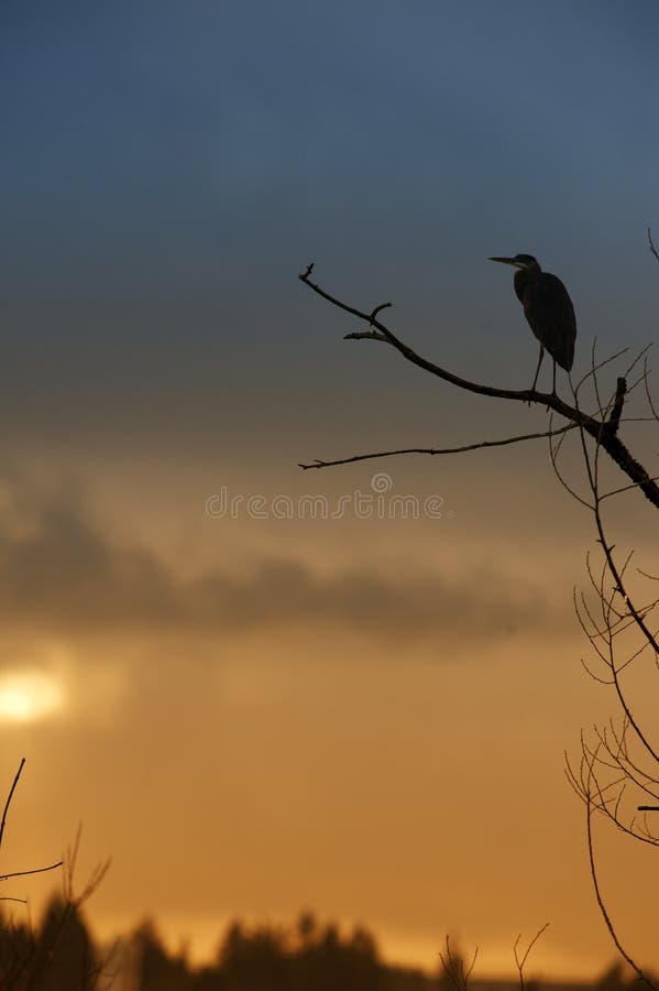 Blue Heron Resting or Purching Stock Photo - Image of heron, waiting ...