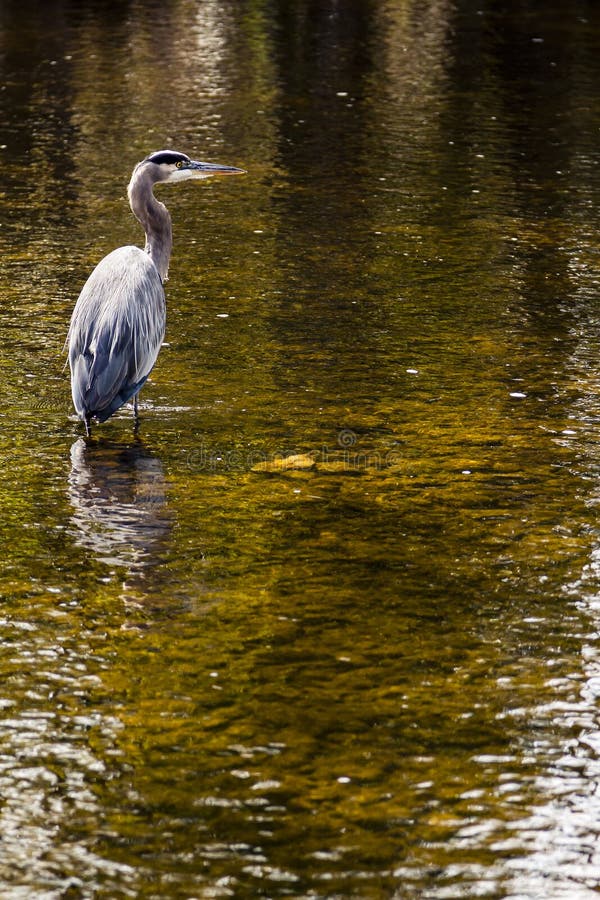 Blue Heron Stands in a Stream Stock Image - Image of sunny, bird: 64667645