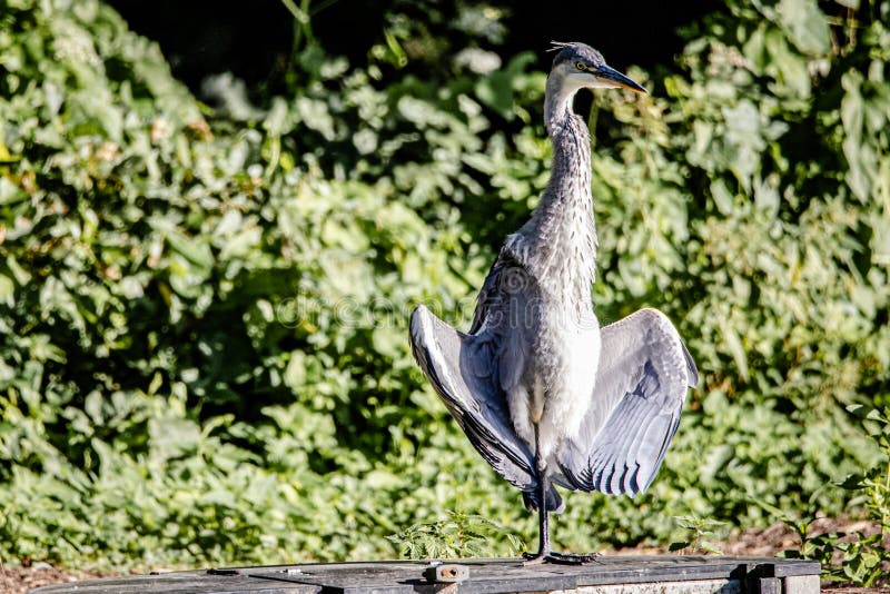 Stork Position Stock Photos - Free & Royalty-Free Stock Photos from ...