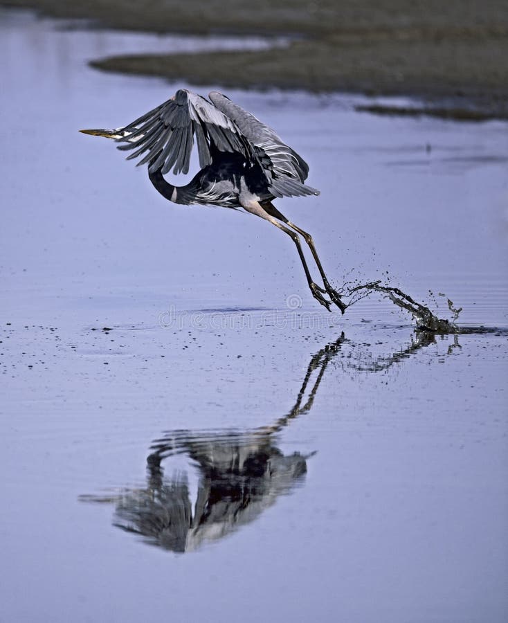 Blue Heron stock image. Image of flying, refuge, reflection - 46365847
