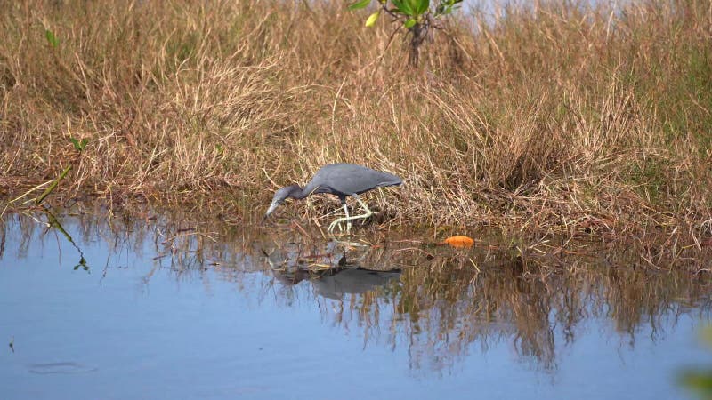 Blue Heron in Tree in Florida Everglades Stock Footage - Video of ...