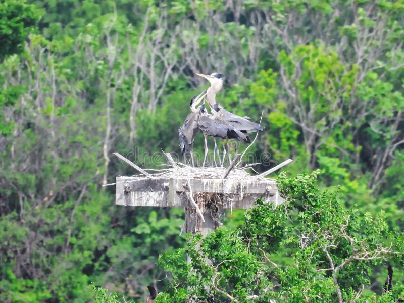 Herons nest stock image. Image of flight, great, wildlife - 32163997