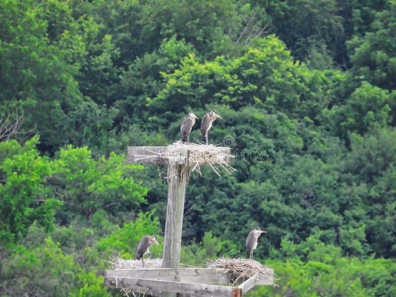 Herons nest stock image. Image of flight, great, wildlife - 32163997