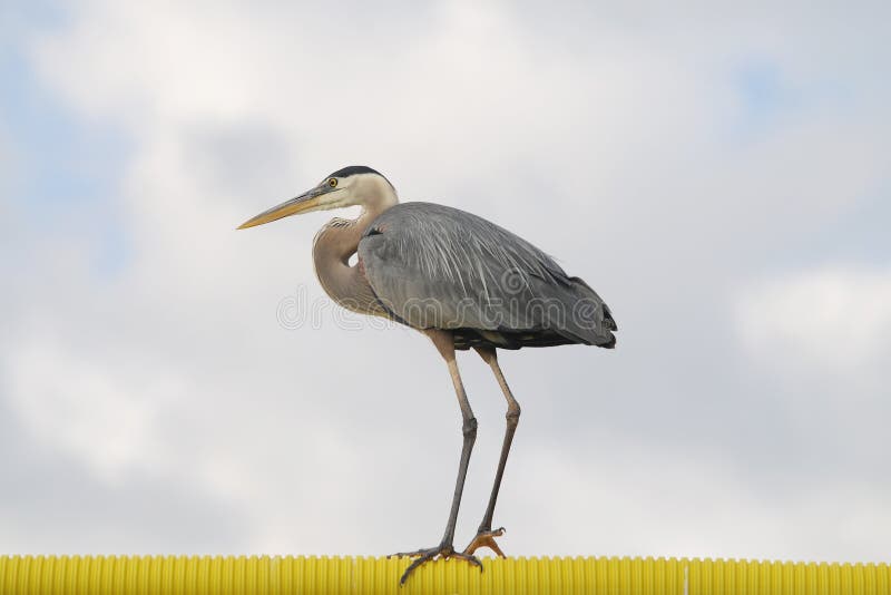 Blue Herring stock image. Image of beautiful, seabird - 39253993