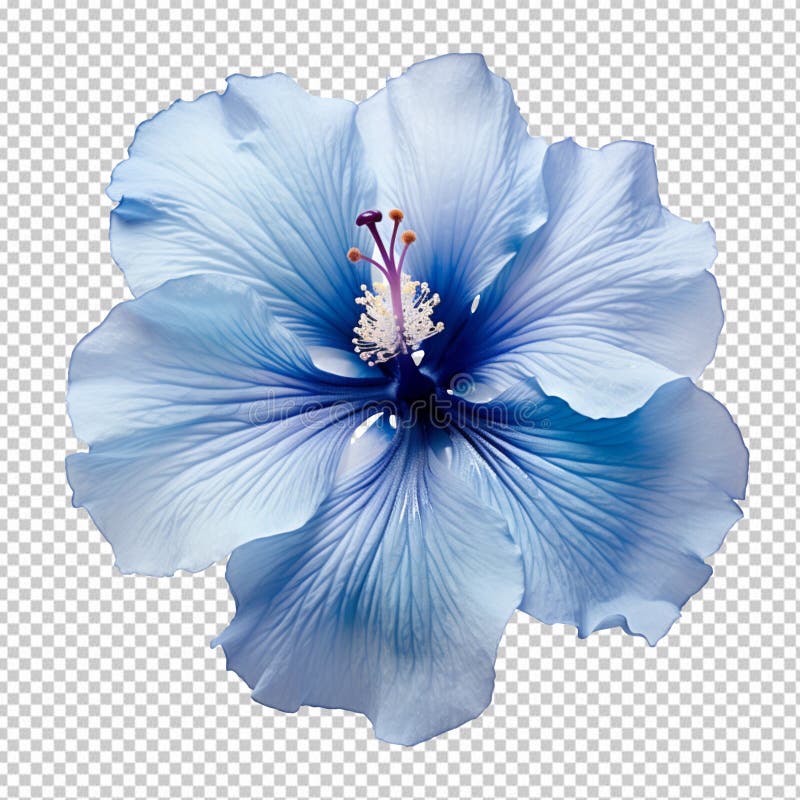 Blue Hibiscus Flower Isolated on Transparent Background Stock ...