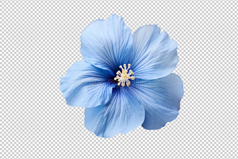Blue Hibiscus Flower Isolated on Transparent Background Stock ...