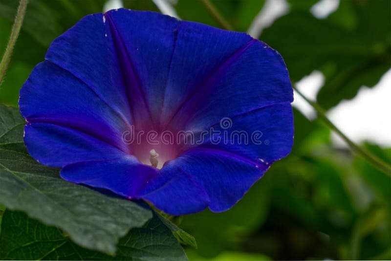 Blue Hibiscus in Full Bloom, Toronto, on, Canada Stock Photo - Image of ...