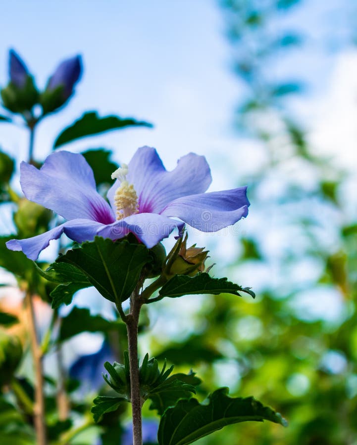Blue Hibiscus in a Garden Surrounded by Greenery Under Sunlight with a ...