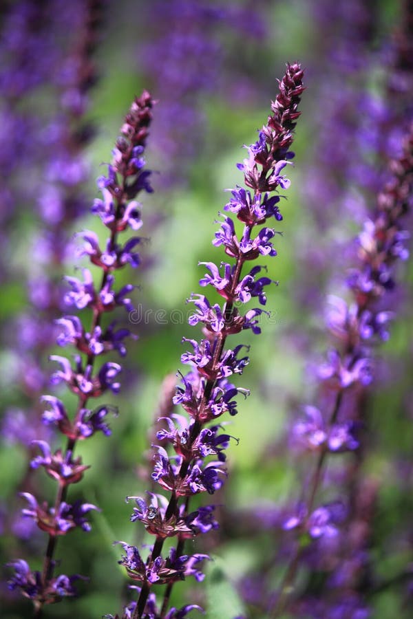 Meadow Sage or Salvia Pratensis Herbaceous Perennial Plant with Blue To ...