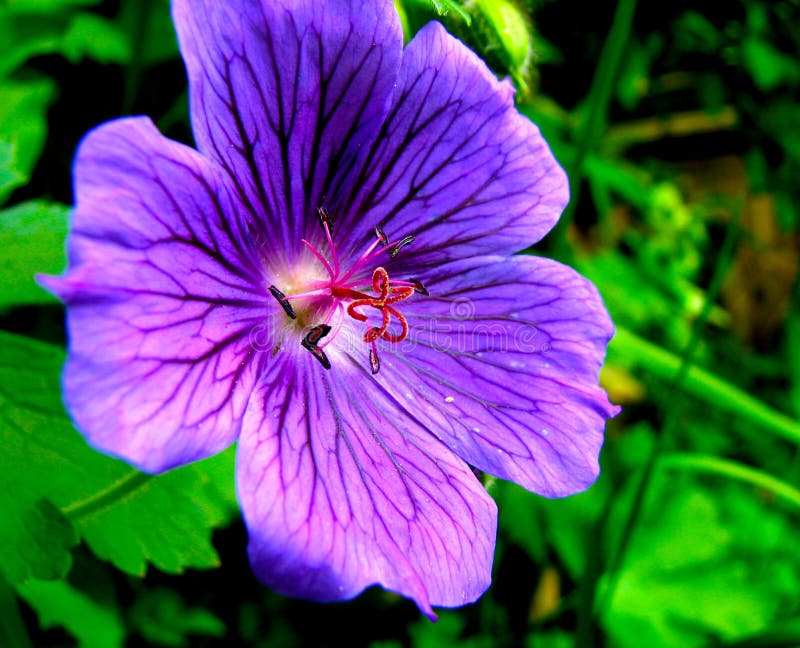Himalayan Geranium, Lilac Cranesbill Stock Image - Image of houseplants ...