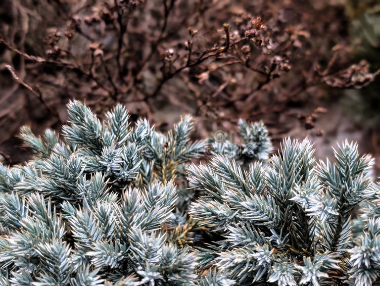 Blue Himalayan Juniperus Shrub Needles Stock Photo - Image of evergreen ...