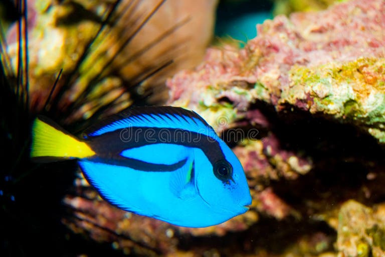 Blue Hippo Tang Fish stock image. Image of aquarium, tropical - 10818671