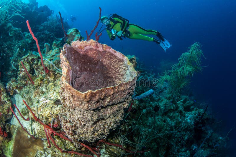 Blue Hole Belize Scuba Diving Stock Image - Image of fish, relaxation ...