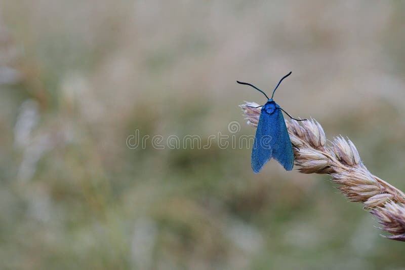 Blue Horned Moth on a Grass Stem ,Relaxed Stock Image - Image of elexed ...