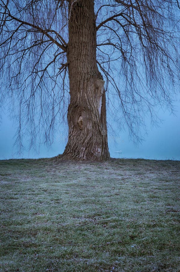 Blue hour tree stock photo. Image of mysterious, foggy - 85171390