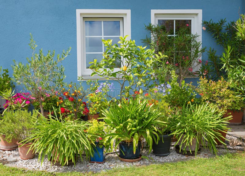 Blue House Front with Two White Windows and Mediterranean Plants Stock ...