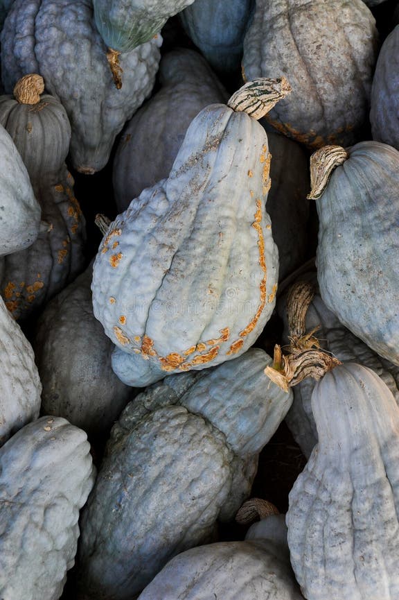 Blue Hubbard Squash stock photo. Image of seasonal, harvest - 7270864