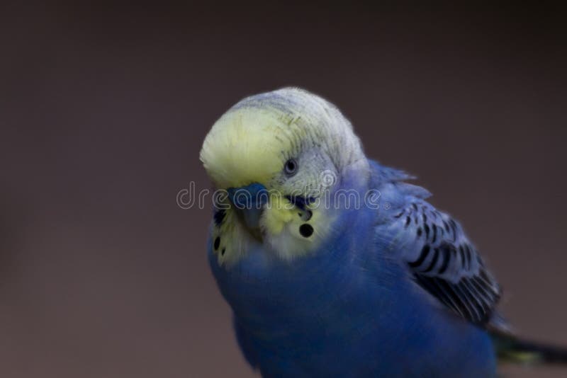 Blue Hues of Shell Parakeet in Florida Stock Image - Image of tourism ...