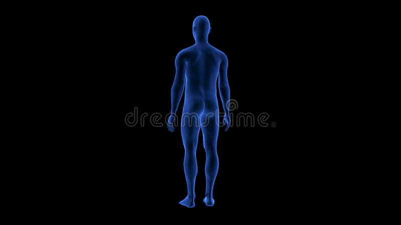 Blue Human Anatomy Body 3D Scan Render - Rotating Seamless Loop Stock ...
