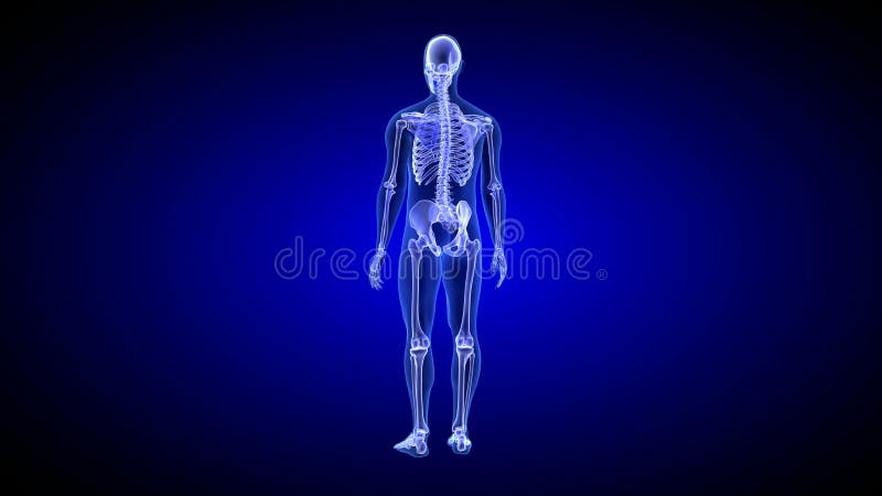 Blue Human Anatomy Body 3D Scan Render - Rotating Seamless Loop Stock ...