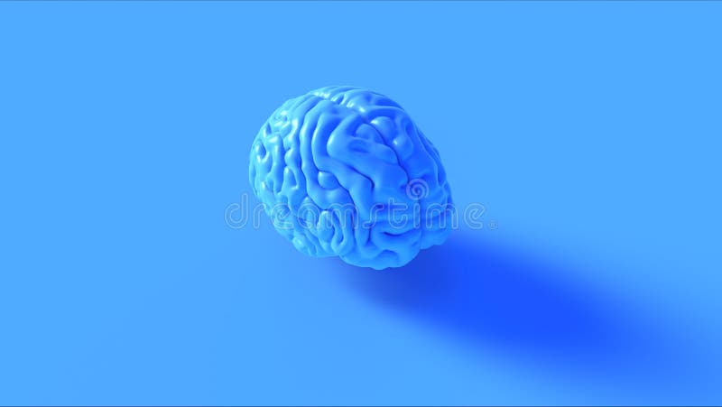 Blue Human Brain Anatomical Model Stock Illustration - Illustration of ...