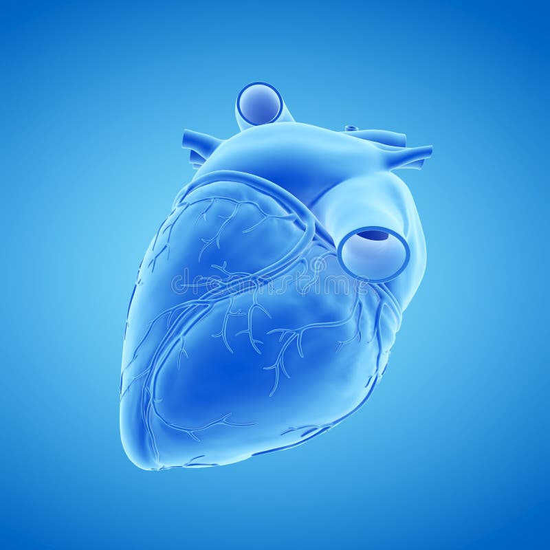 A blue human heart stock illustration. Illustration of rendered - 142496742