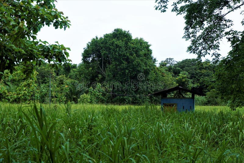 Jungle Hut Stock Photos - Download 4,085 Royalty Free Photos
