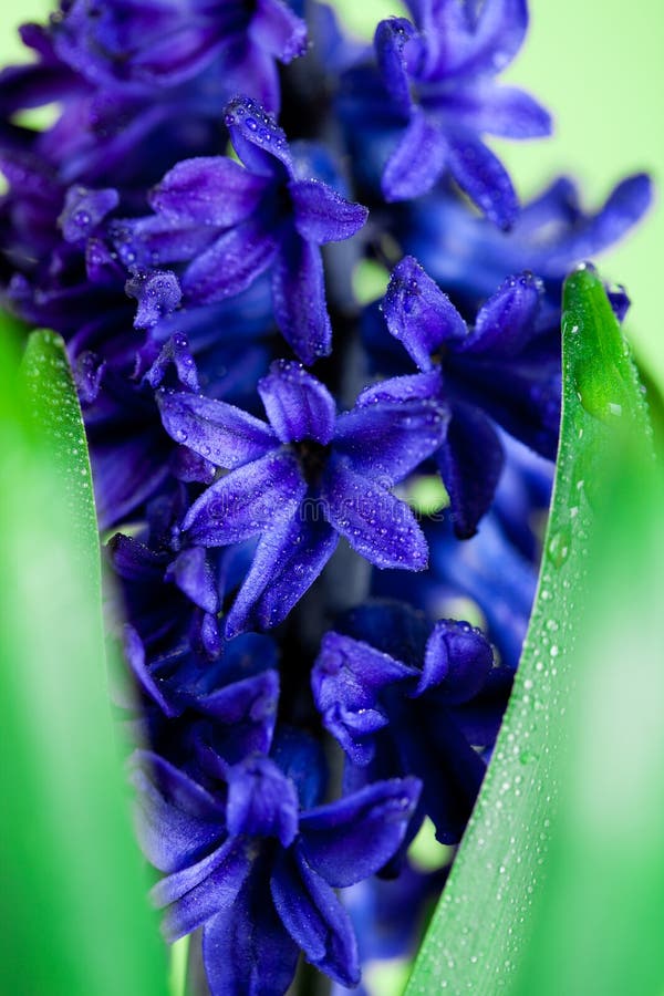 Blue hyacinth stock photo. Image of nature, springtime - 18926226