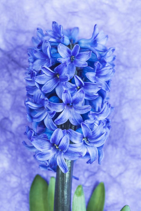 Blue hyacinth stock photo. Image of blue, people, flowering - 50490924