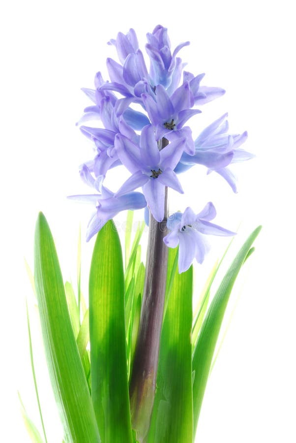 Bloomed Hyacinth in Different Beautiful Colors on Sunlight Stock Image ...