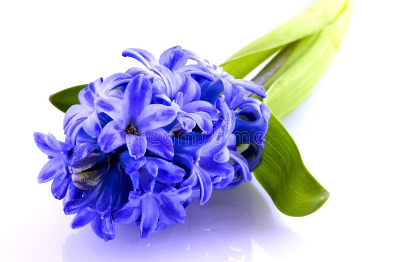 Blue hyacinth stock photo. Image of bulbs, flowers, flowerbulbs - 7815584