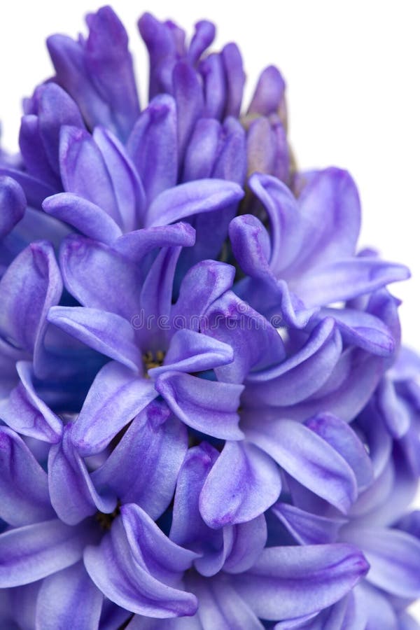 Blue hyacinth background stock image. Image of growth - 35942753