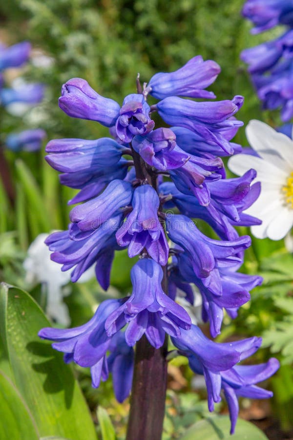 A Hyacinth in Bloom stock image. Image of england, hyacinth - 113967373