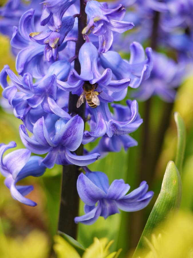 Blue Hyacinth Blooms on a Sunny Spring Day Stock Photo - Image of ...