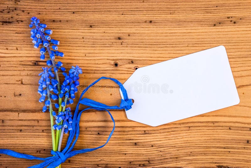 Blue Hyacinth Flower, Label with Copy Space Stock Photo - Image of ...