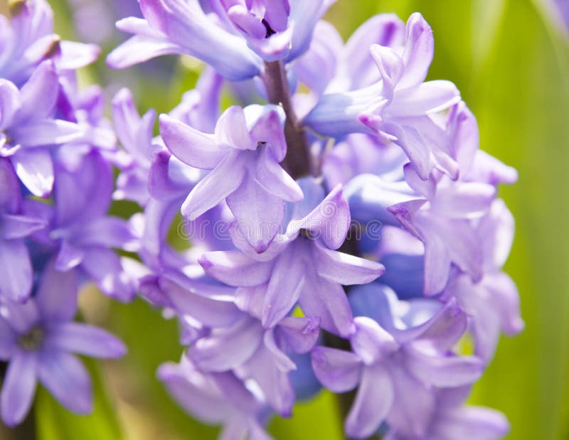 Blue hyacinth stock photo. Image of plant, flower, close - 58861104