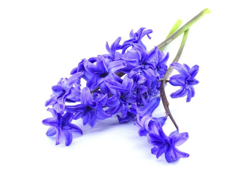 Blue Hyacinth Flowers Isolated on White Background. Hyacinth Orientalis ...