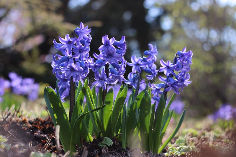 Blue hyacinth stock photo. Image of blossom, beautiful - 143922006
